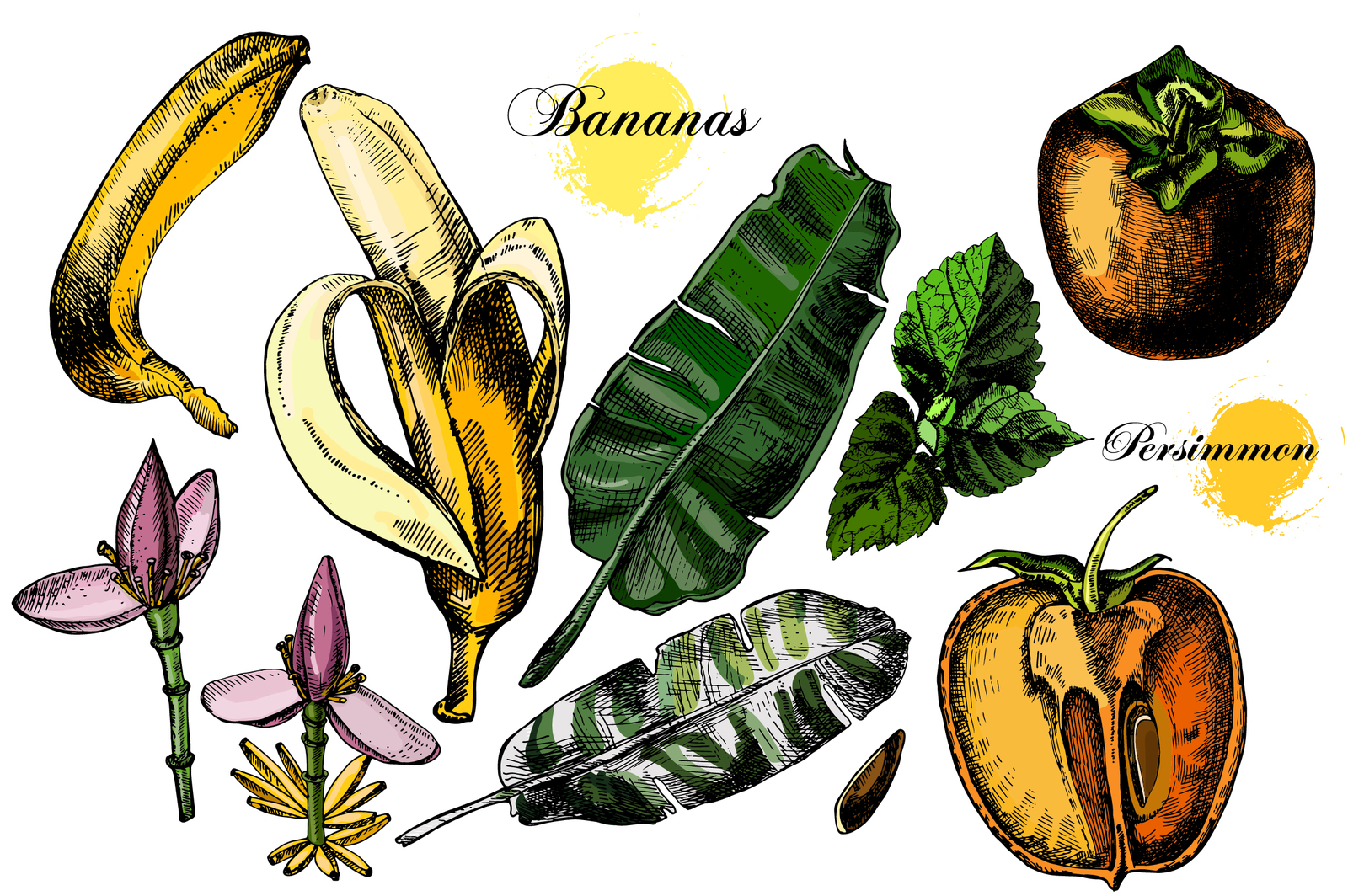 Hand drawing Citrus fruits on Yellow Images Creative Store