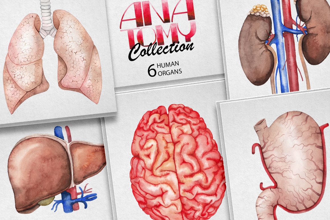 Watercolor human organs on Yellow Images Creative Store