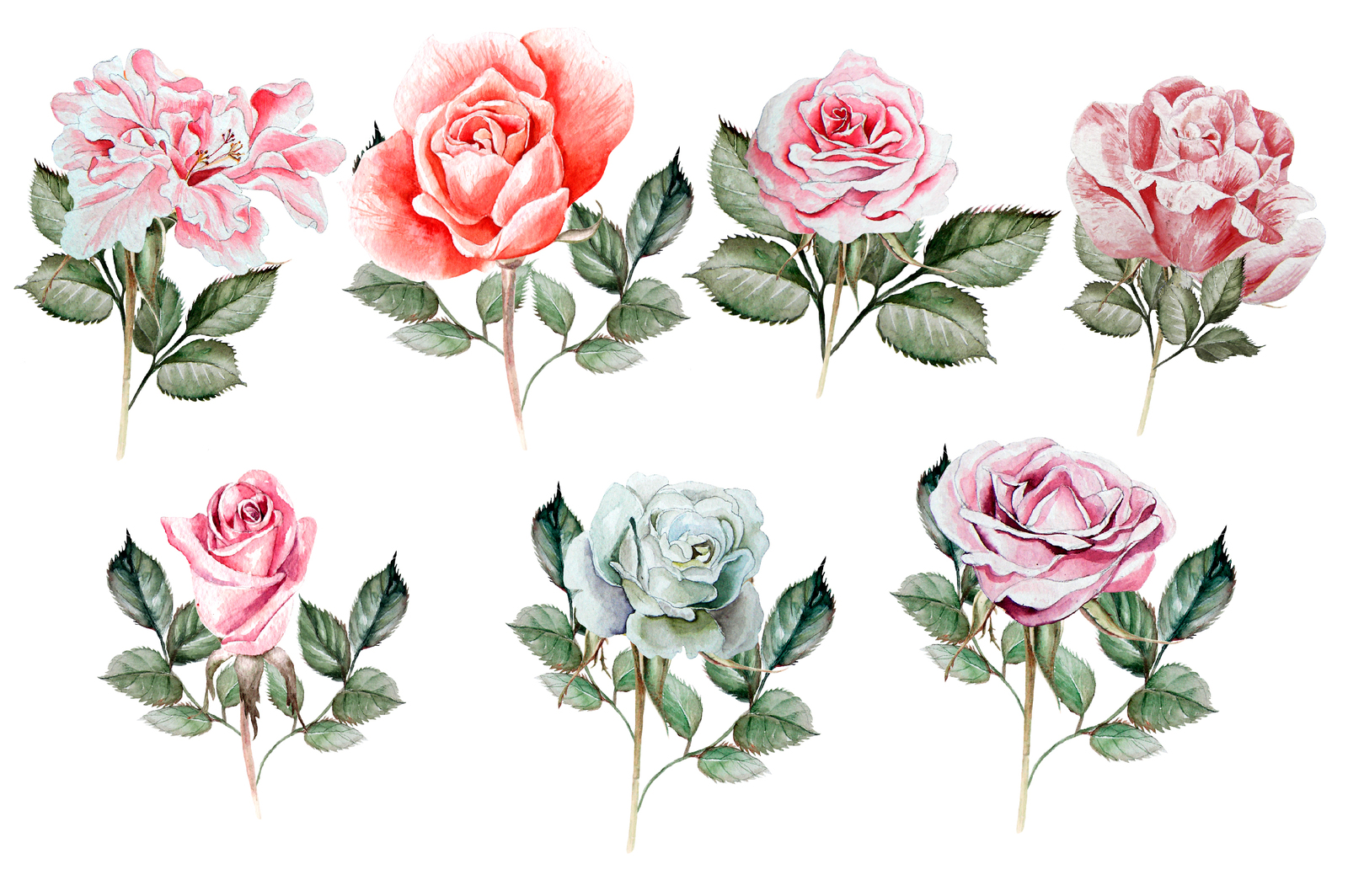 Hand drawn watercolor roses 2 on Yellow Images Creative Store