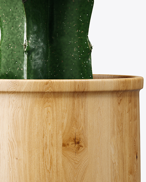 Cactus in Ceramic Pot Mockup - Free Download Images High Quality PNG, JPG