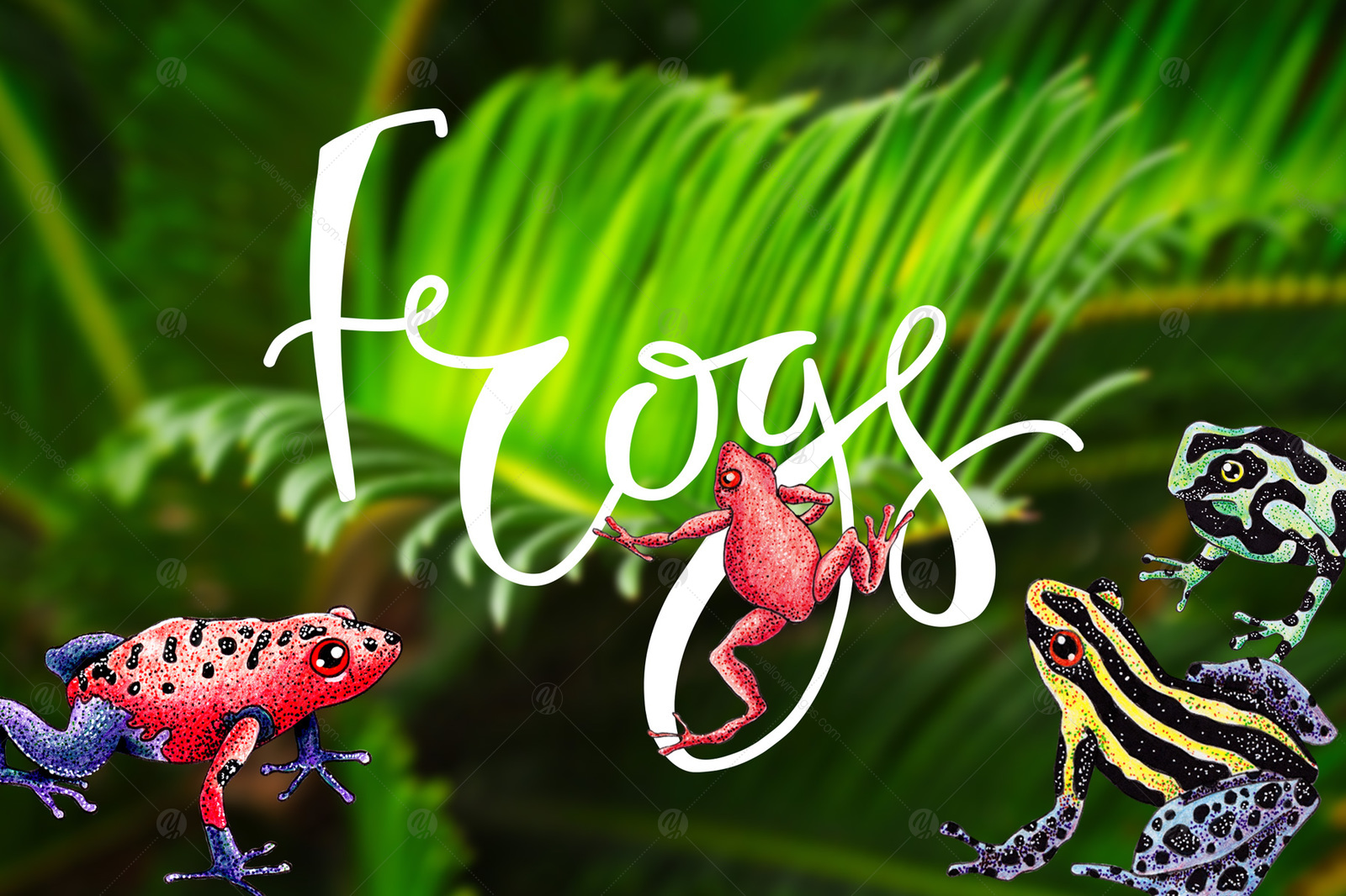 Frog Set on Yellow Images Creative Store