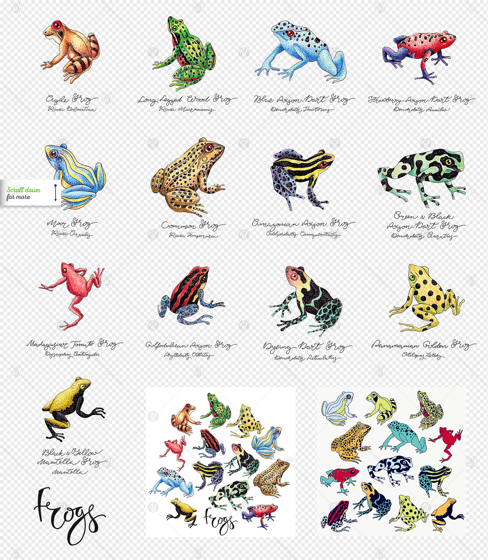 Frog Set on Yellow Images Creative Store