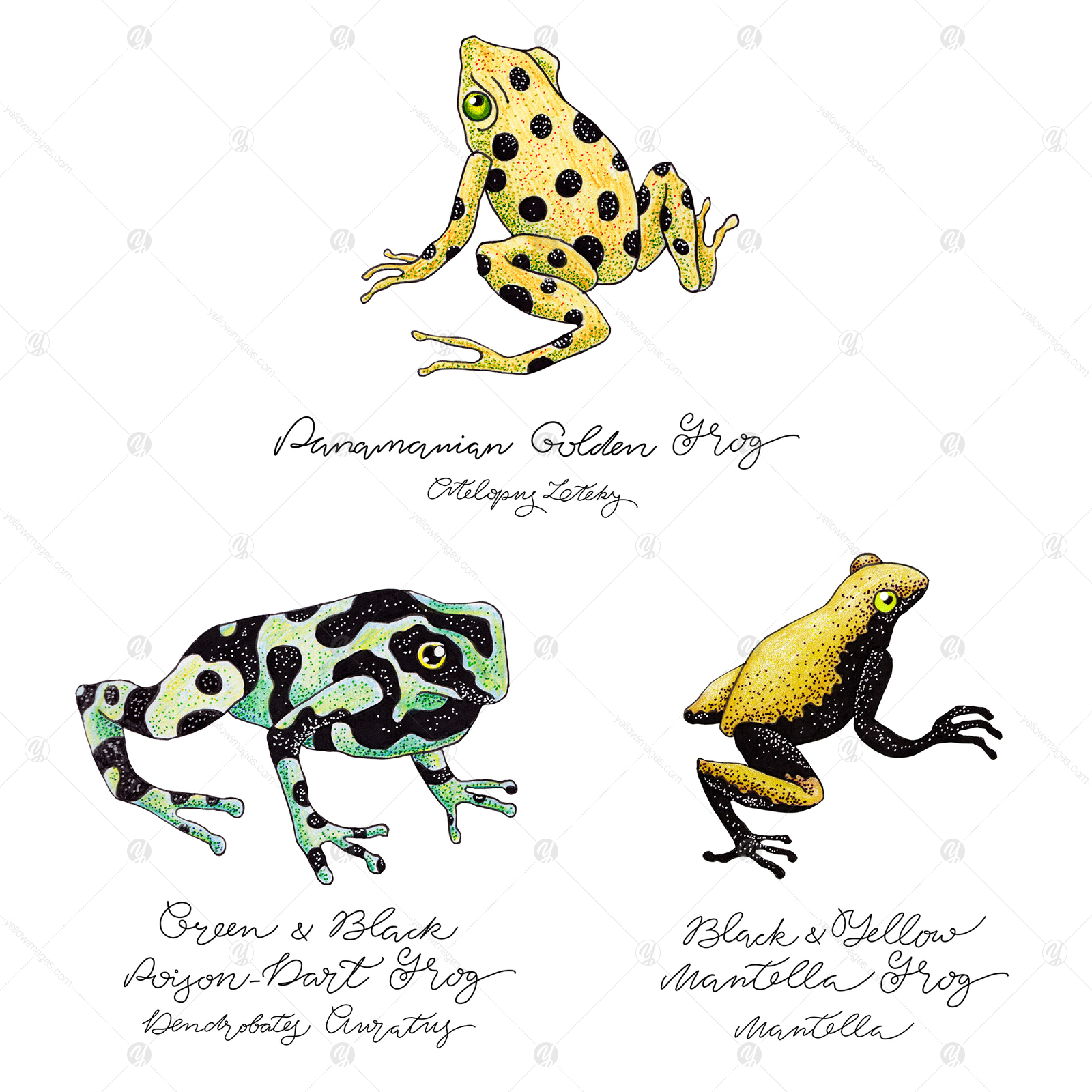 Frog Set on Yellow Images Creative Store