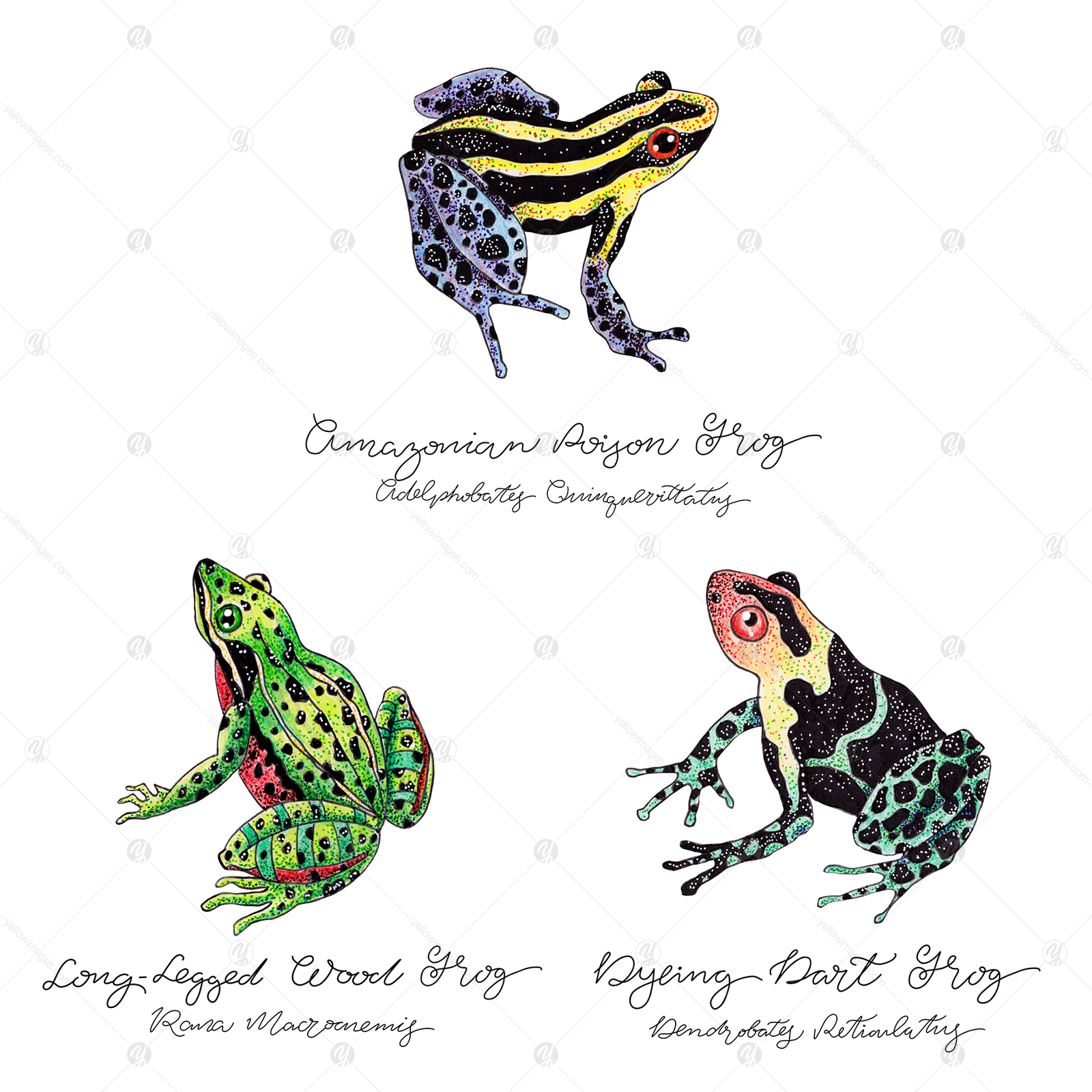 Frog Set on Yellow Images Creative Store