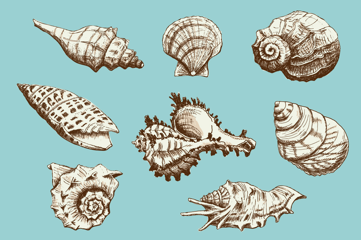 Hand drawn collection of 8 seashells on Yellow Images Creative Store